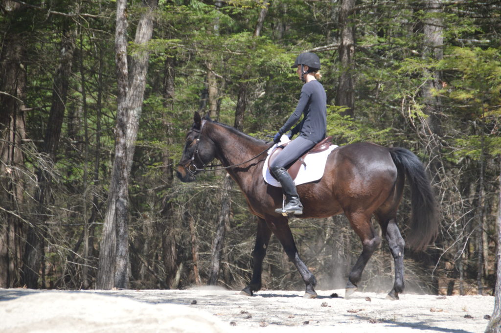 Watch MSSPA’s Help a Horse Day Video Submission • MSSPA