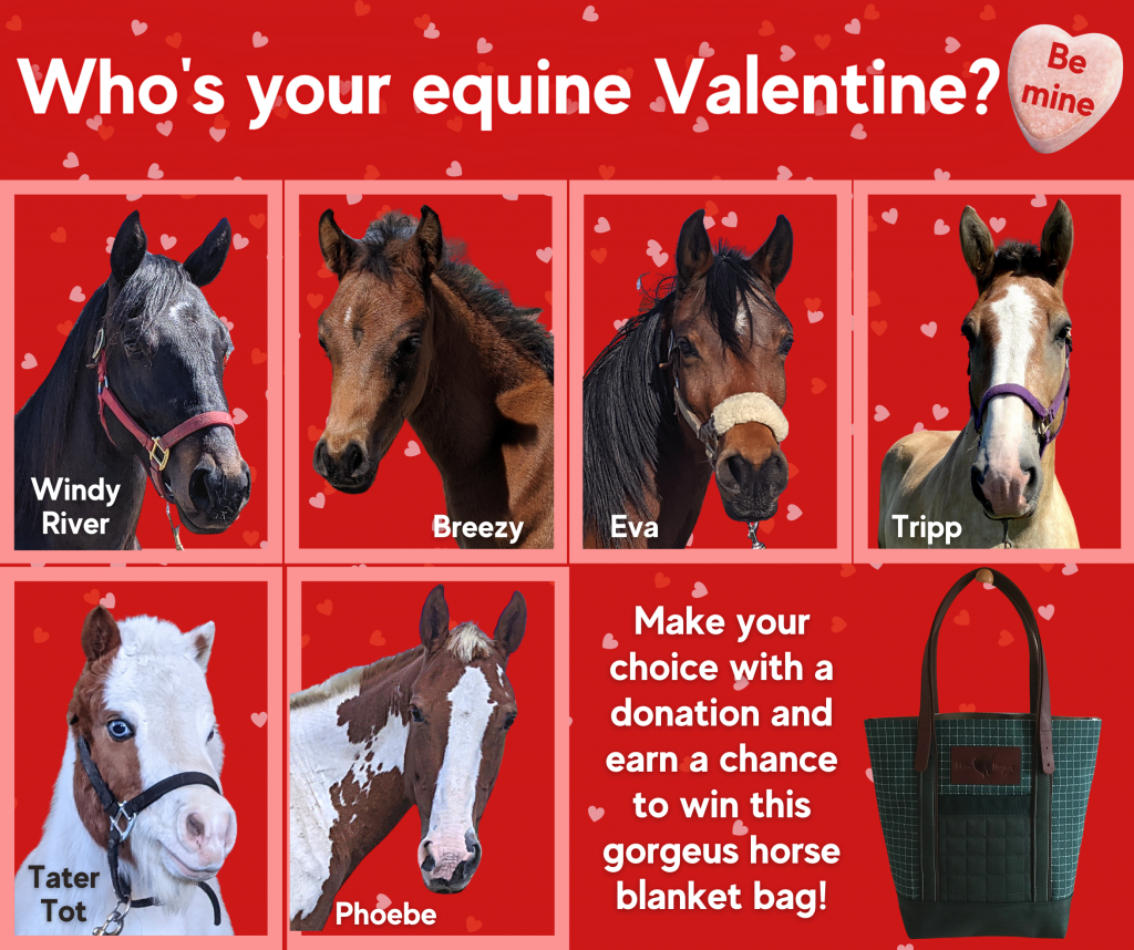 Who’s Your Equine Valentine? • MSSPA