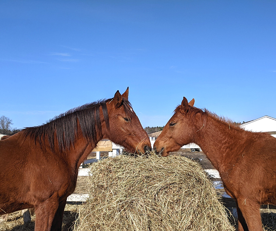 The MSSPA's Impact • MSSPA