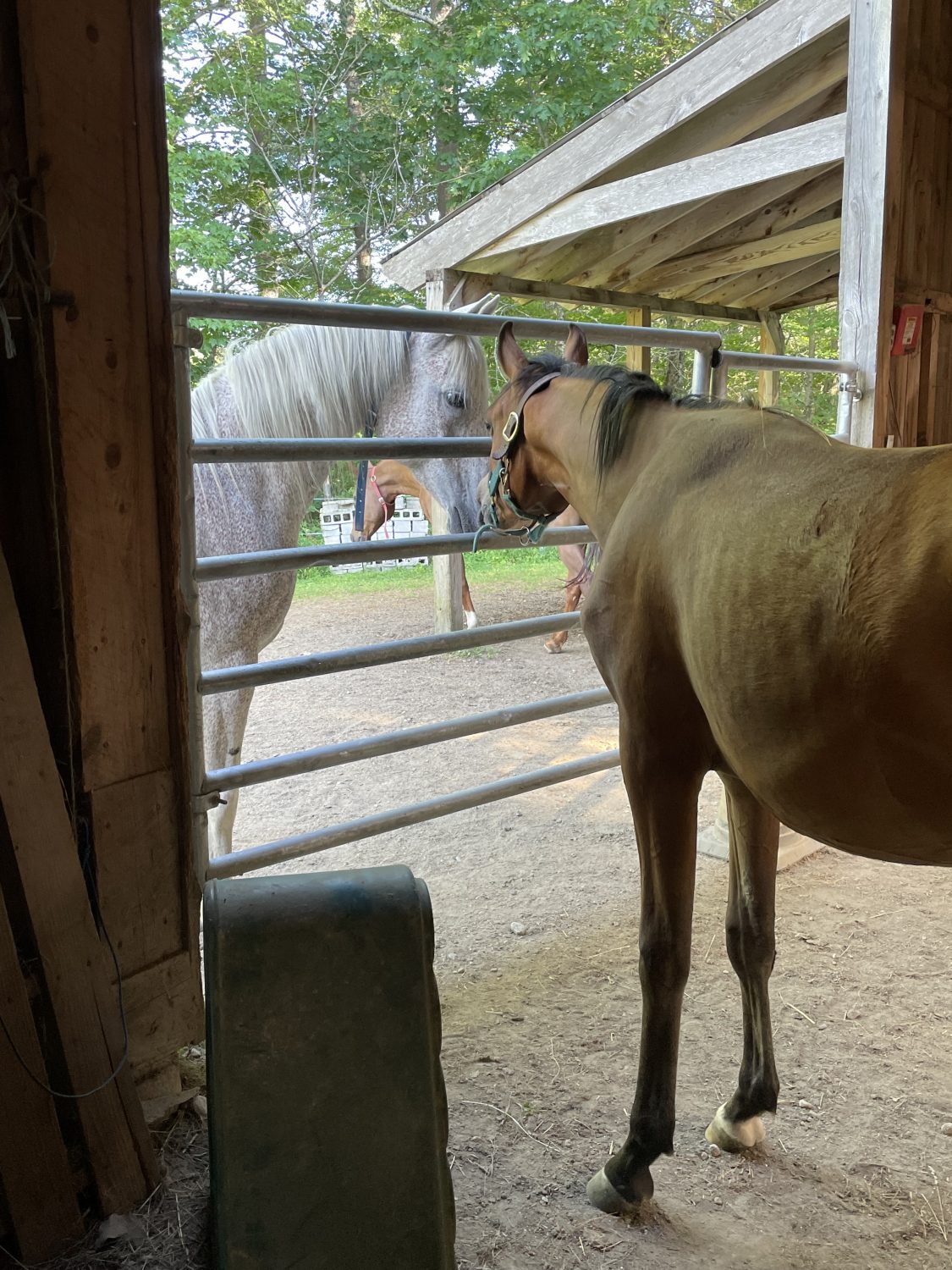 Arabian Breeze • MSSPA