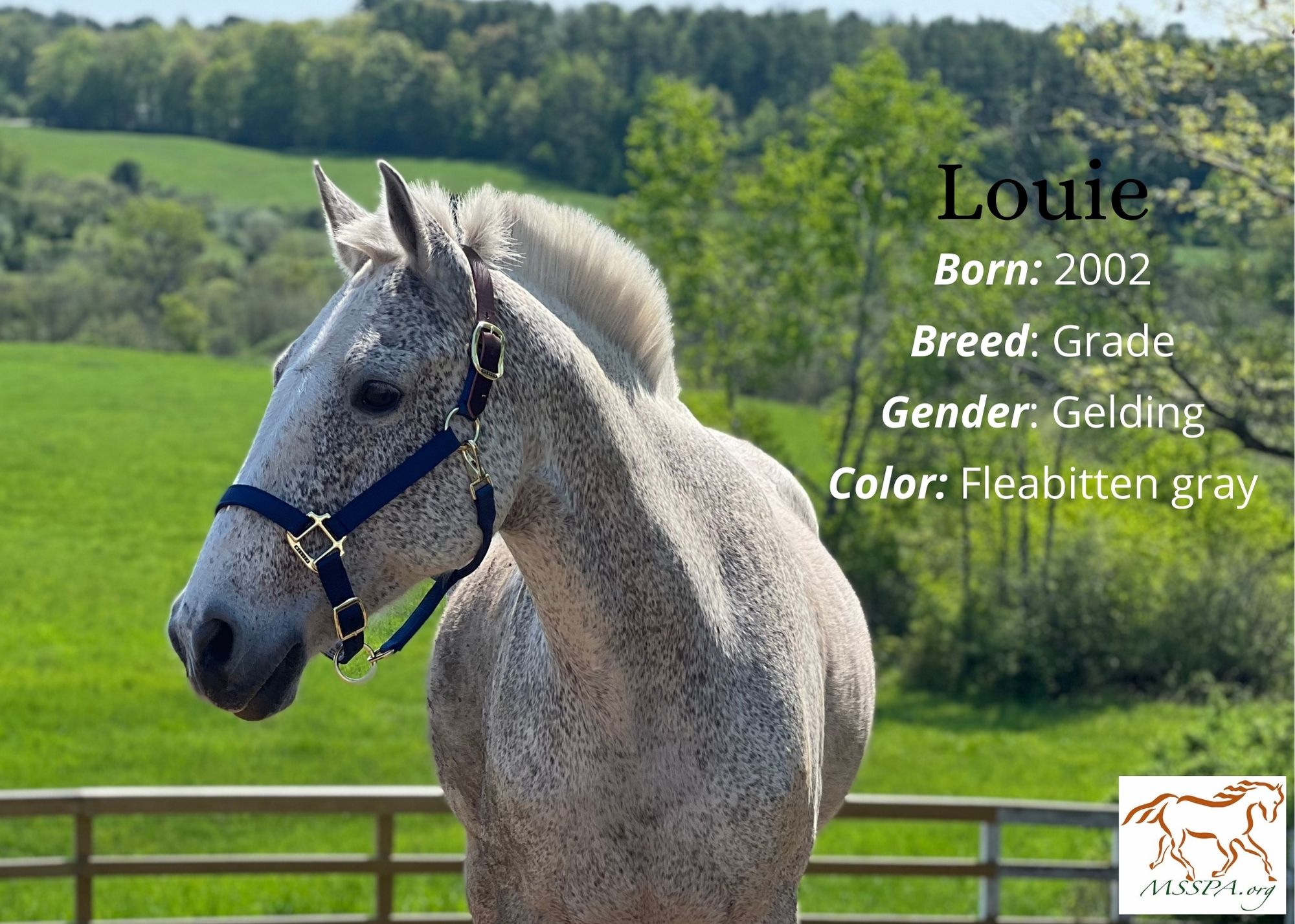 MSSPA Alumni • MSSPA