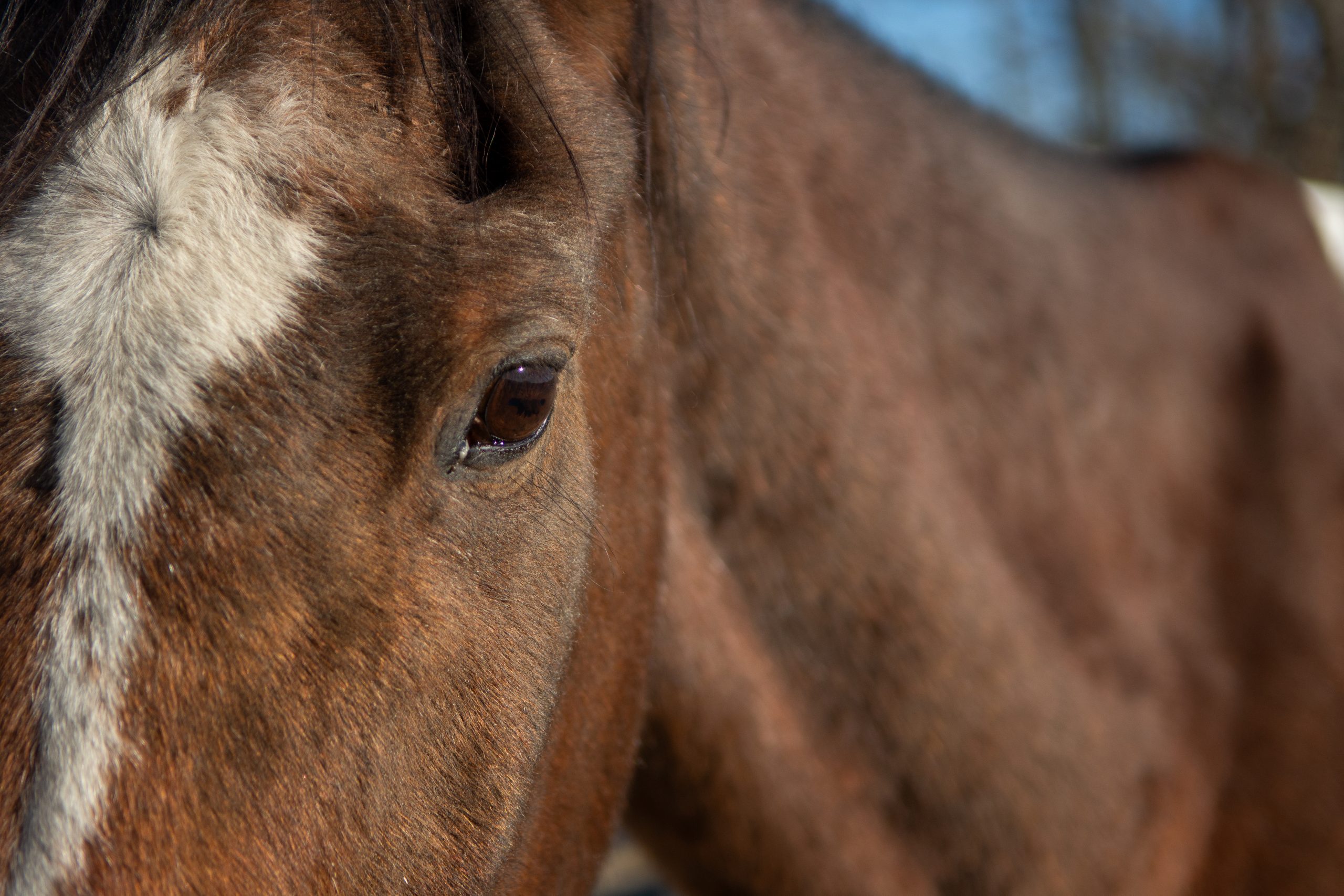 Reporting Suspected Abuse • MSSPA